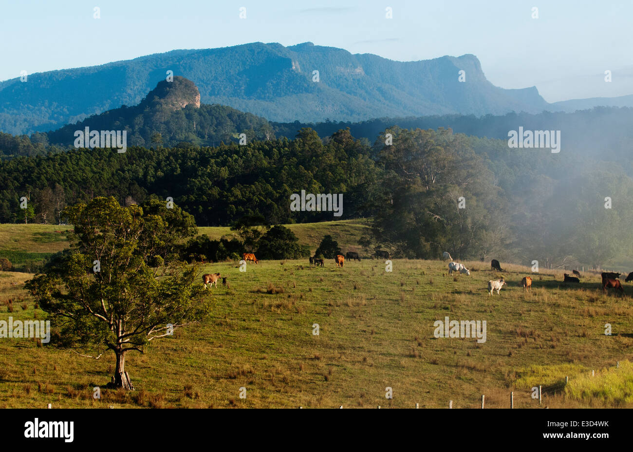 Gondwana rainforests of australia hi-res stock photography and images ...
