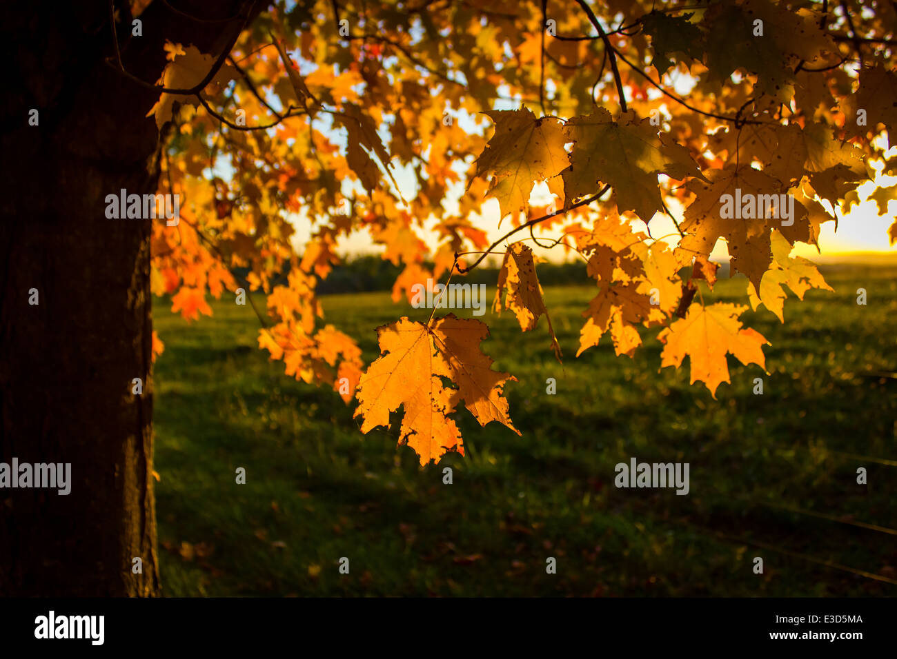 A stunning maple tree with amber leaves in the peak of fall. Taken in ...
