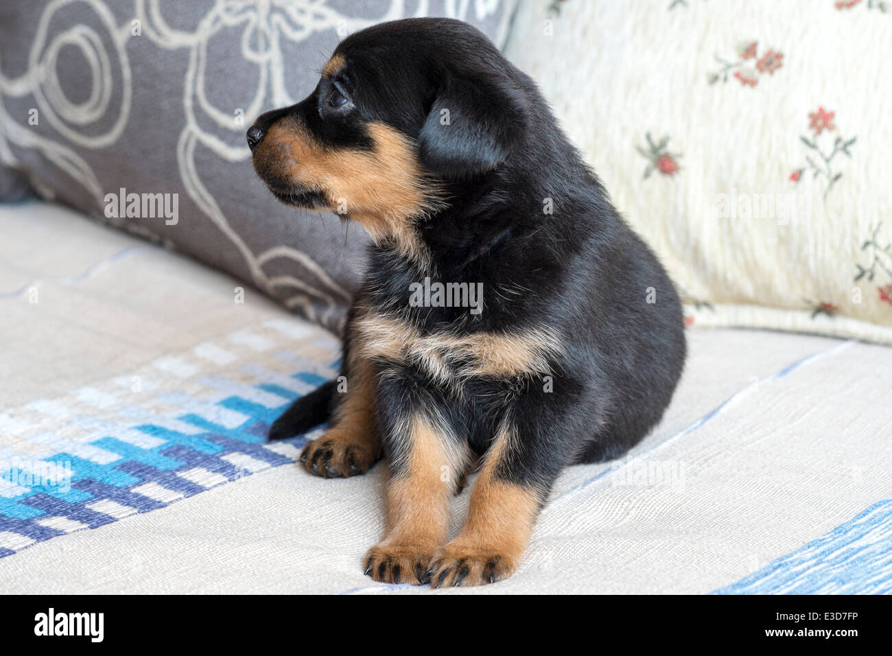 Close up rottweiler puppy hi-res stock photography and images - Alamy