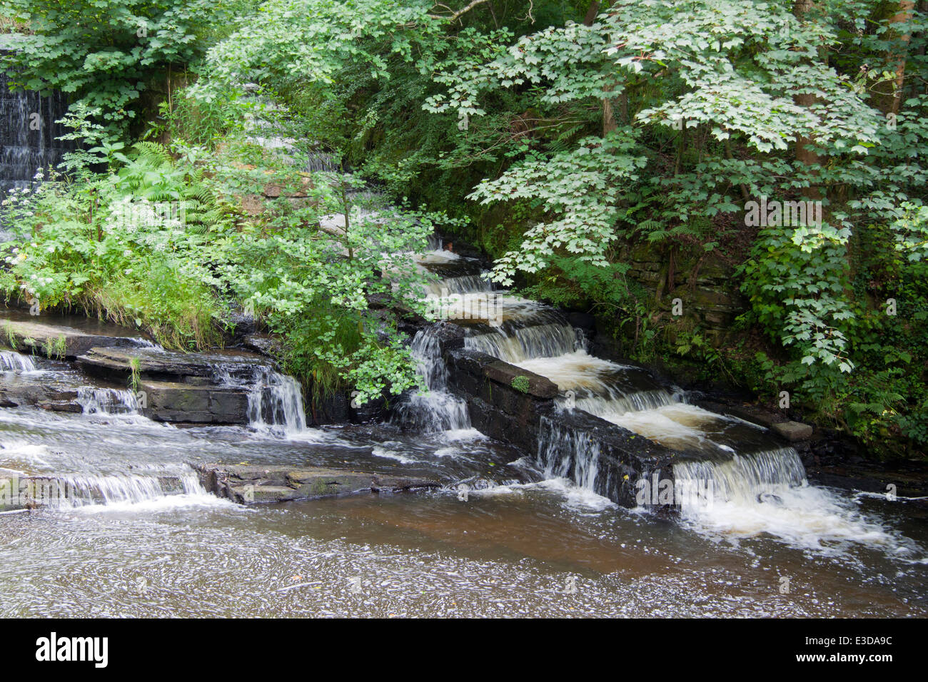 Fish ladder at Birkacre Weir on the River Yarrow in Yarrow Valley ...
