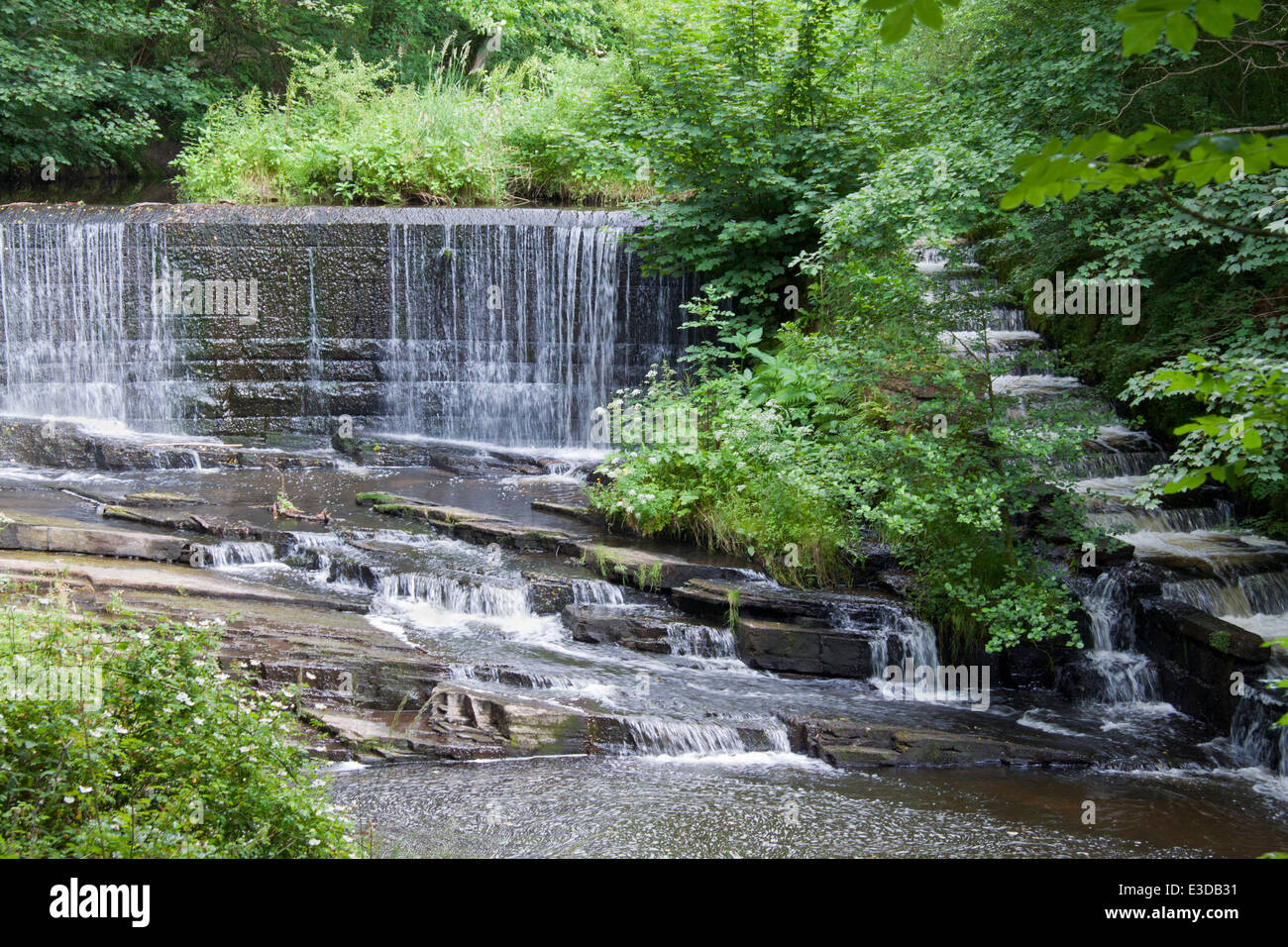 Birkacre Weir and fish ladder on the River Yarrow in Yarrow Valley ...