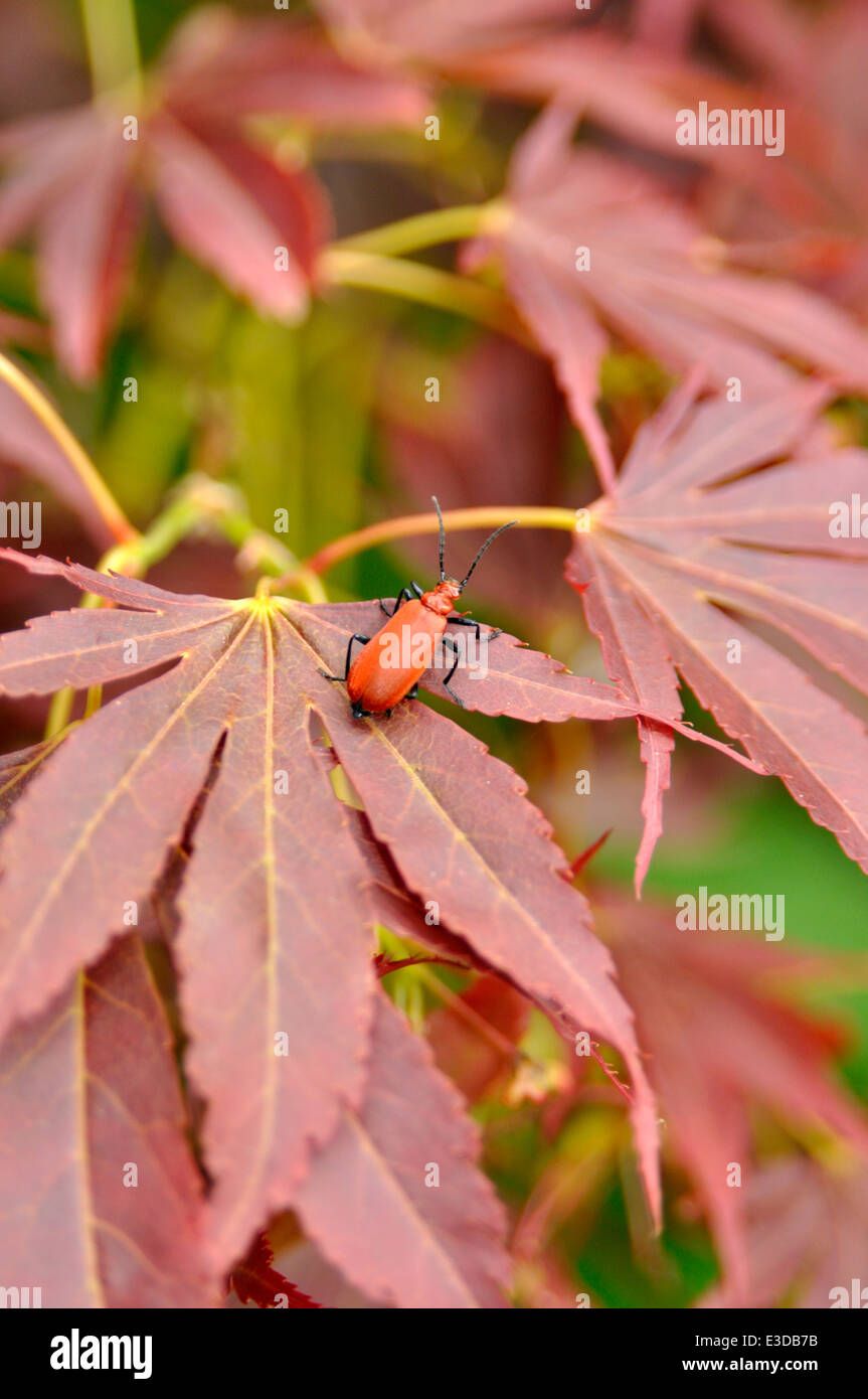 The Common Cardinal Beetle (Pyrochroa serraticornis) on the leaf of a ...