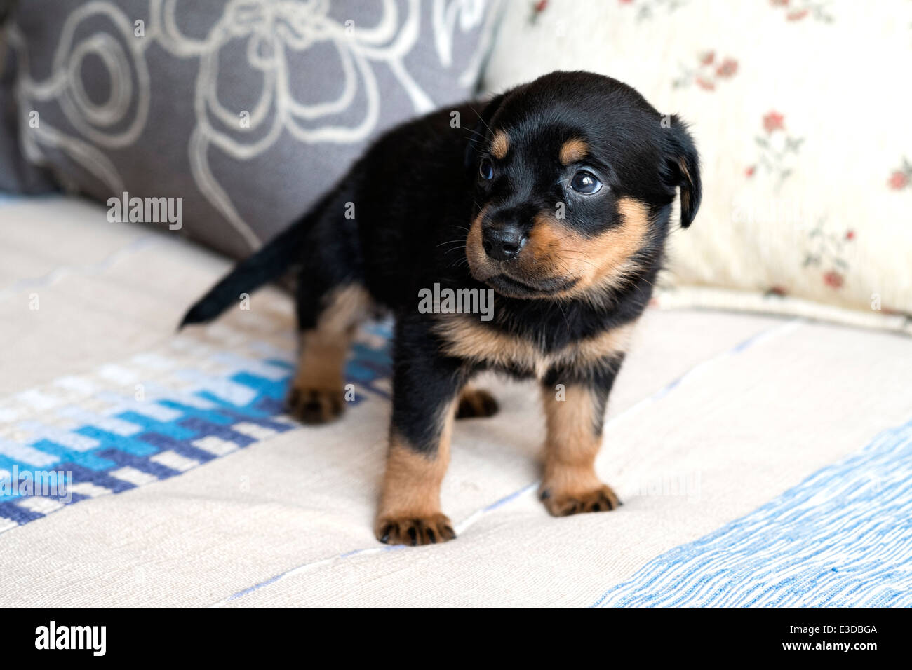 Close up rottweiler puppy hi-res stock photography and images - Alamy