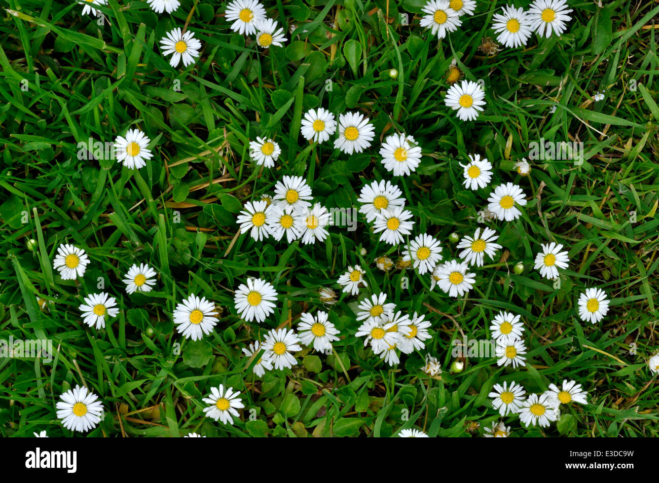 Common Daisies (Bellis perennis) growing in the grass Stock Photo - Alamy