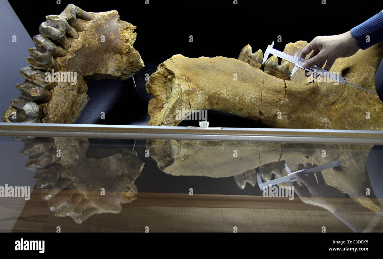 Deinotherium giganteum hi-res stock photography and images - Alamy