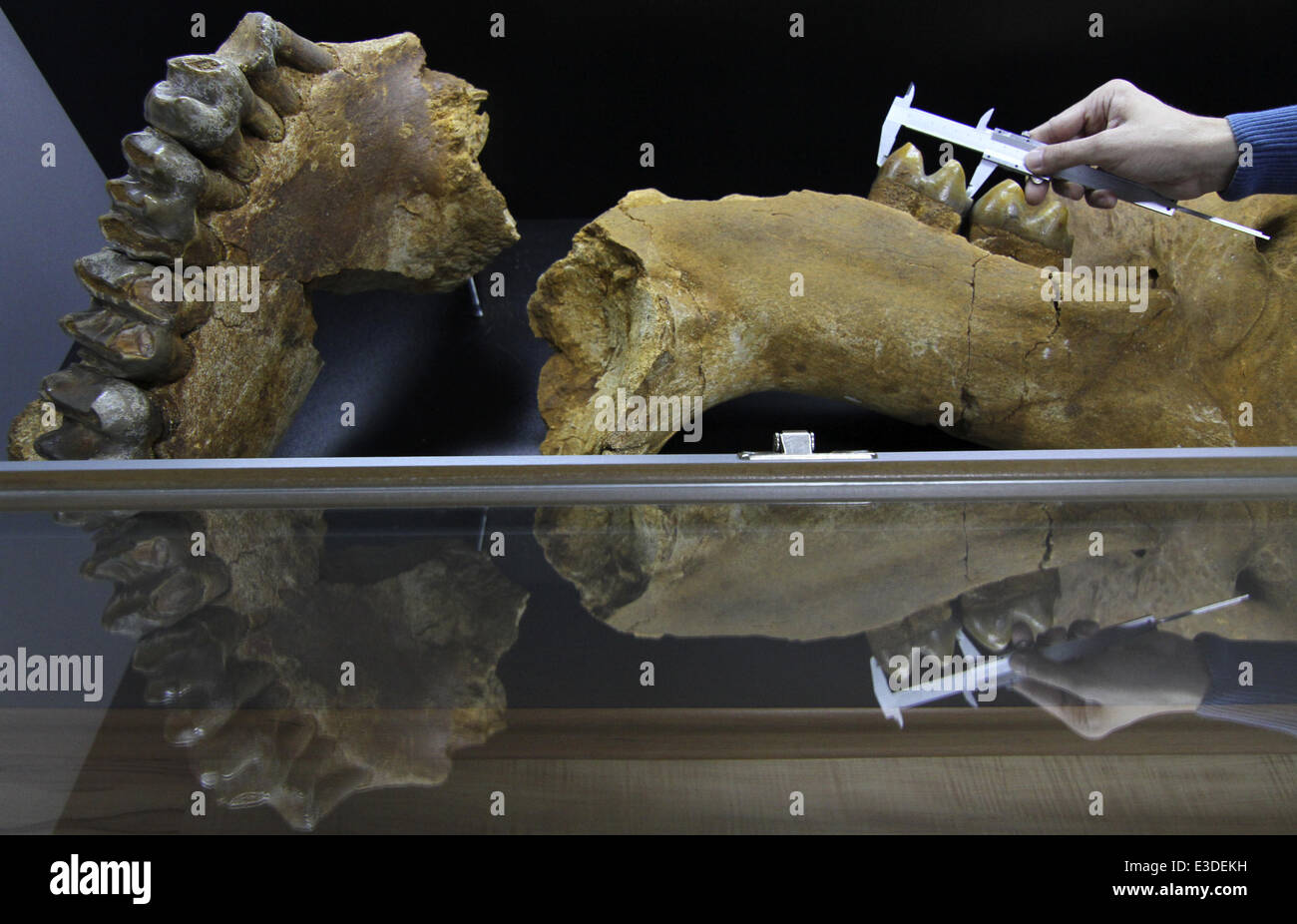 Deinotherium giganteum hi-res stock photography and images - Alamy