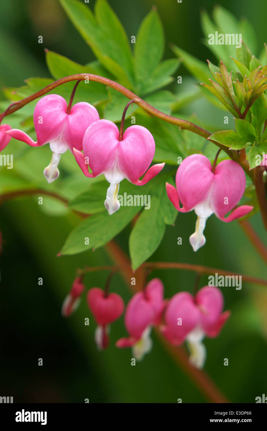Close-up of Bleeding Hearts (Lamprocapnos spectabilis, synonym Dicentra ...