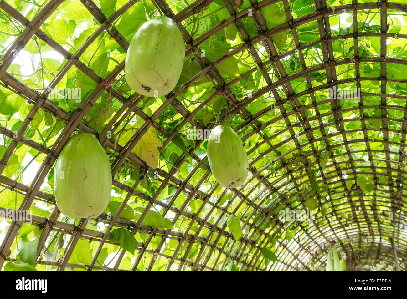 Watermelon vine hi-res stock photography and images - Alamy