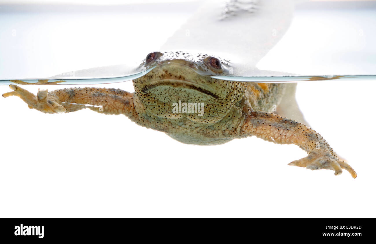 Urodelo hi-res stock photography and images - Alamy