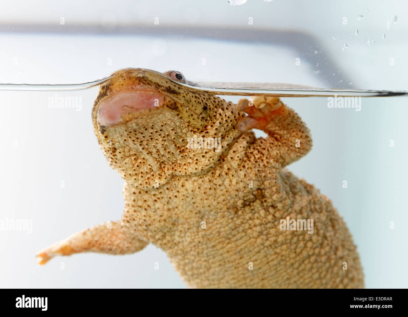 Spanish family urodele amphibian commonly called gallipato Stock Photo ...