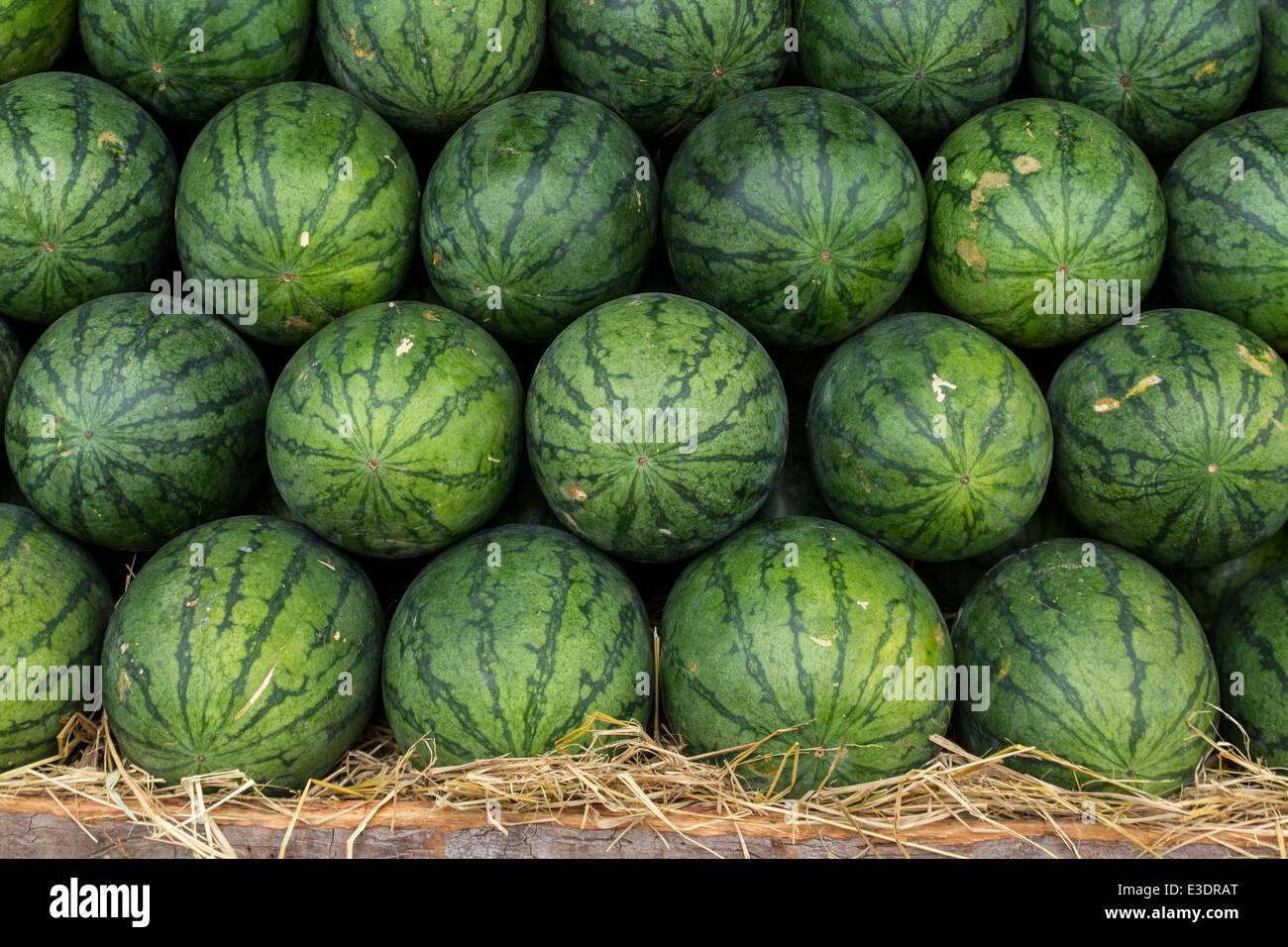 Watermelon set in a row on straw Stock Photo - Alamy