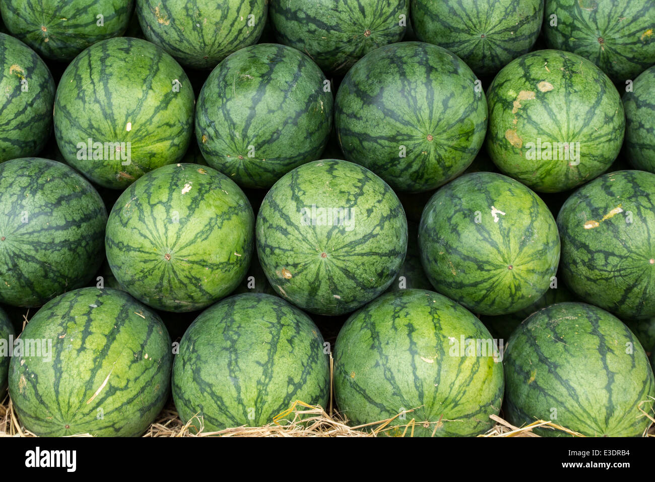Watermelon set in a row on straw Stock Photo - Alamy