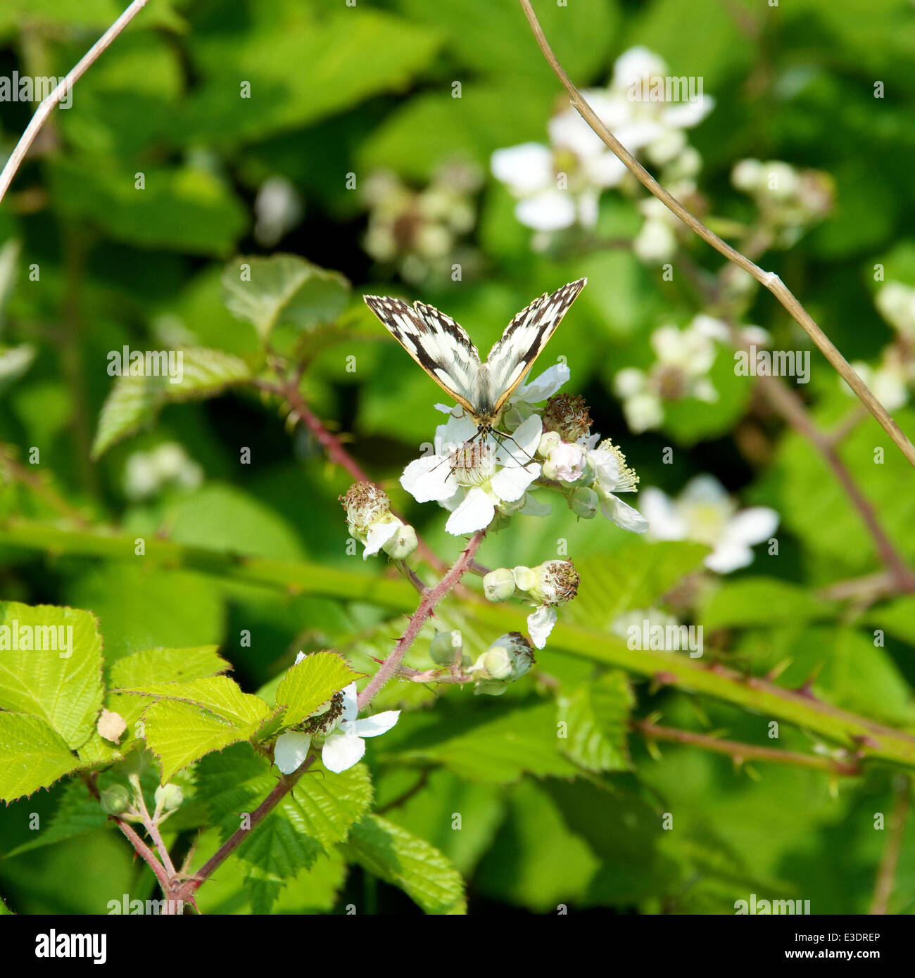 White butterfly on bramble flower hi-res stock photography and images ...