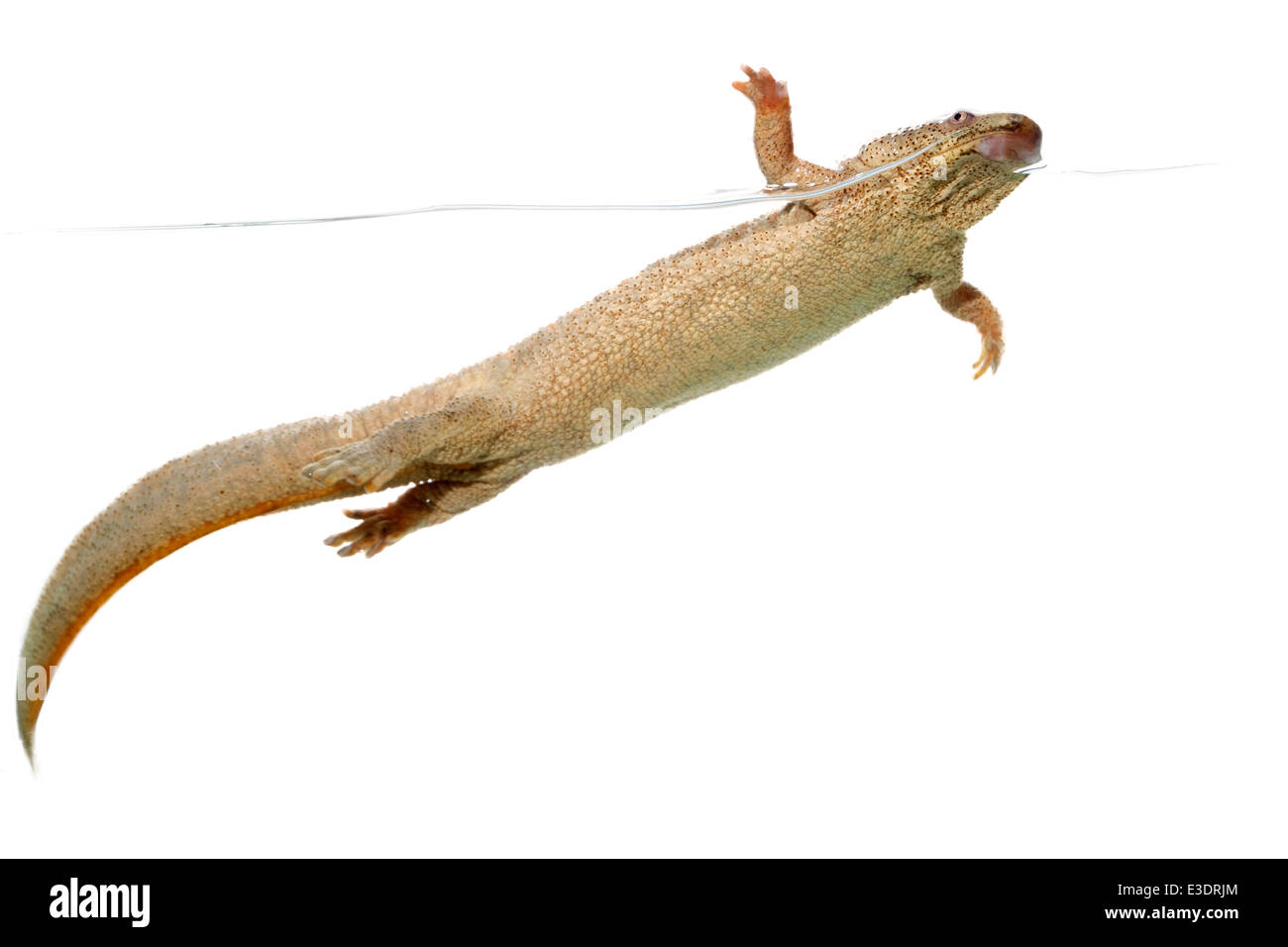 Spanish family urodele amphibian commonly called gallipato Stock Photo ...