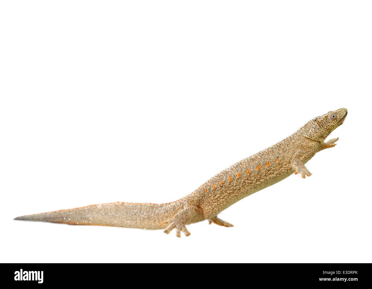 Spanish family urodele amphibian commonly called gallipato Stock Photo ...