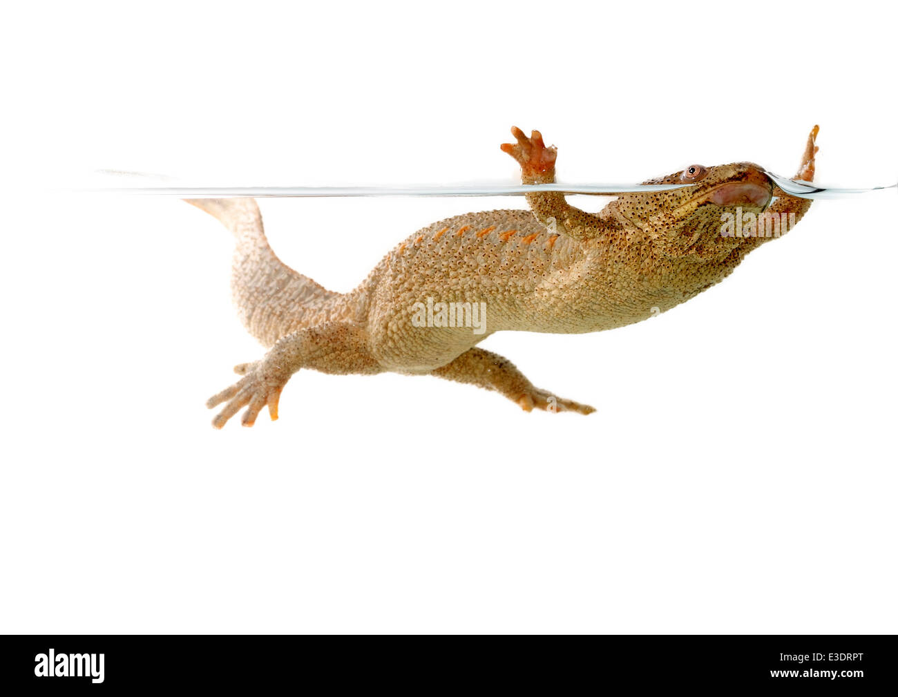 Spanish family urodele amphibian commonly called gallipato Stock Photo ...