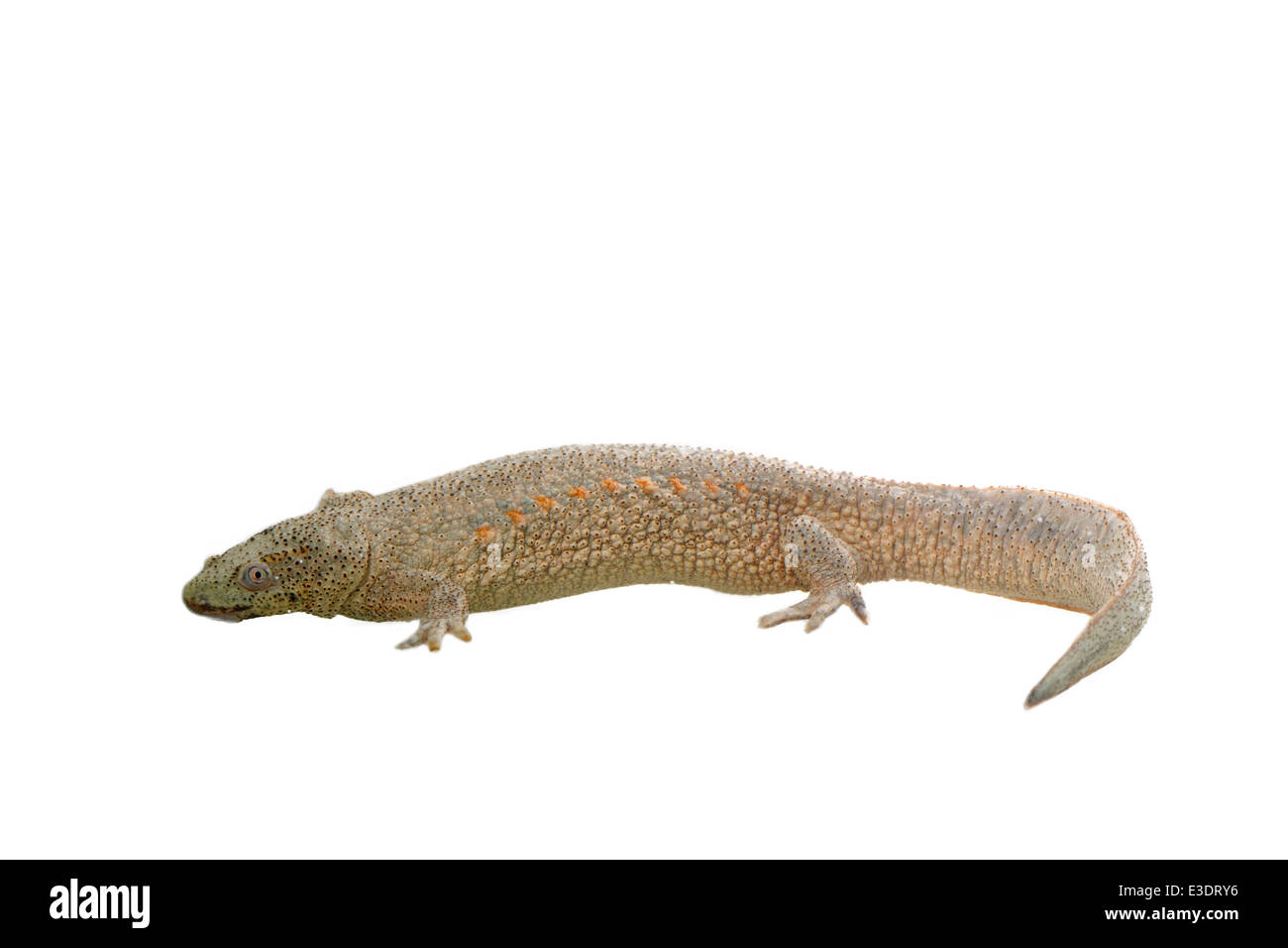 Urodele hi-res stock photography and images - Alamy