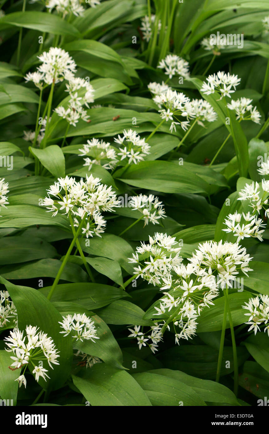 Close-up of Wild Garlic (Allium ursinum Stock Photo - Alamy
