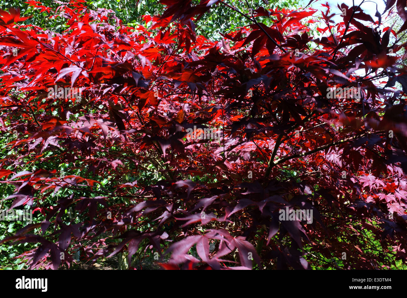 Japanese purple maple tree hi-res stock photography and images - Alamy