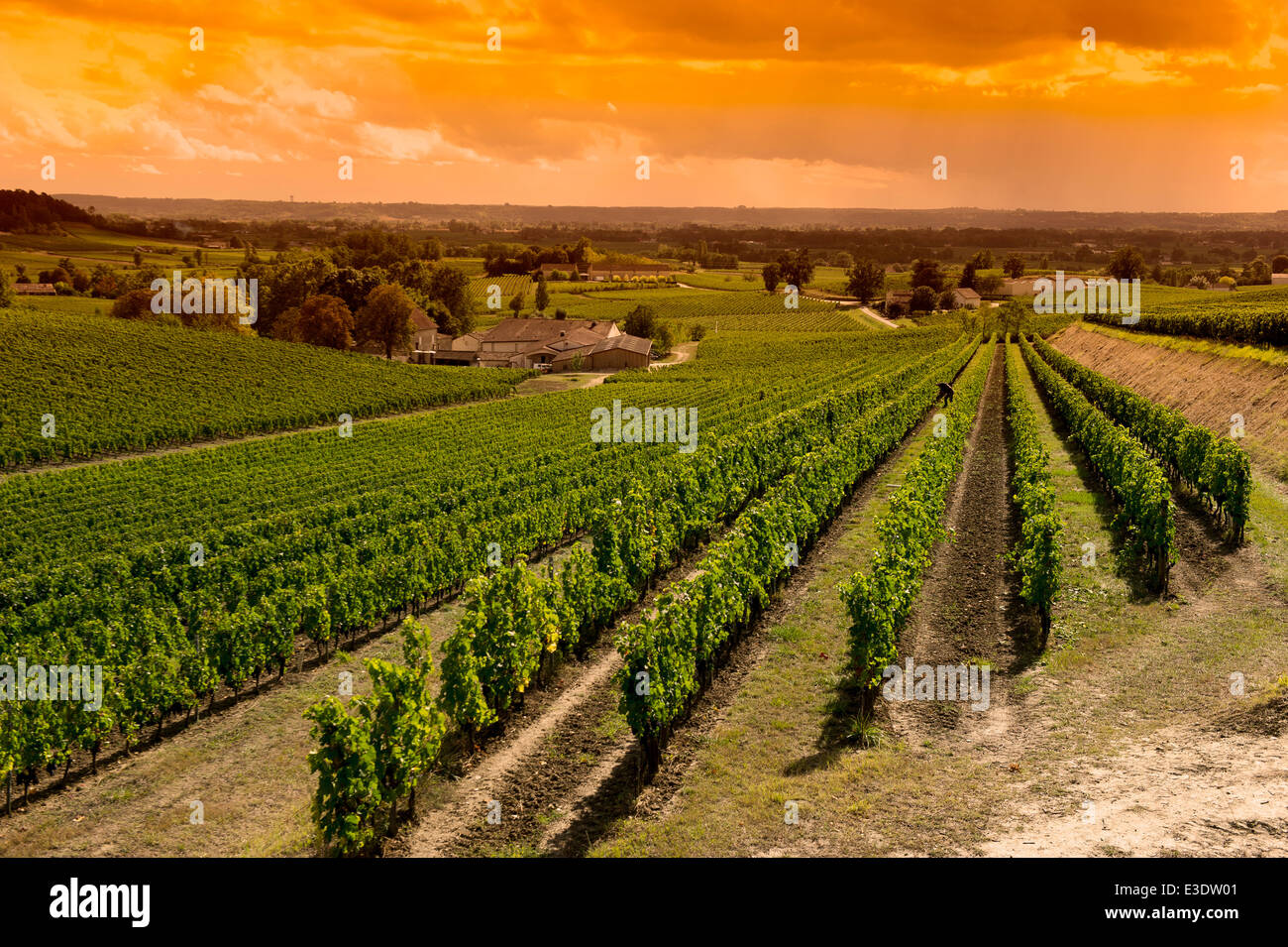 Winerysaint emilion hi-res stock photography and images - Alamy