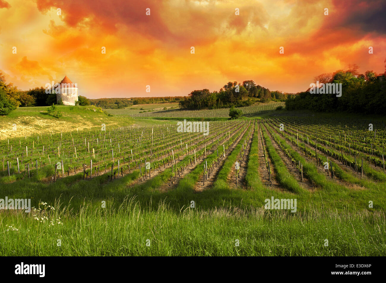 Vineyards of Saint Emilion, Bordeaux Vineyards Stock Photo - Alamy