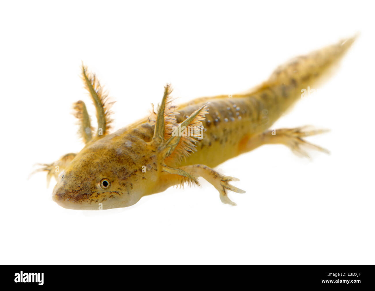 Spanish family amphibian commonly called Stock Photo - Alamy