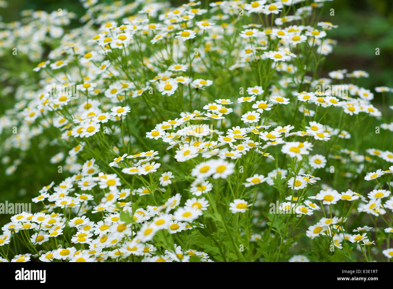 Feverfew flowers (Tanacetum parthenium) in a herb garden Stock Photo ...