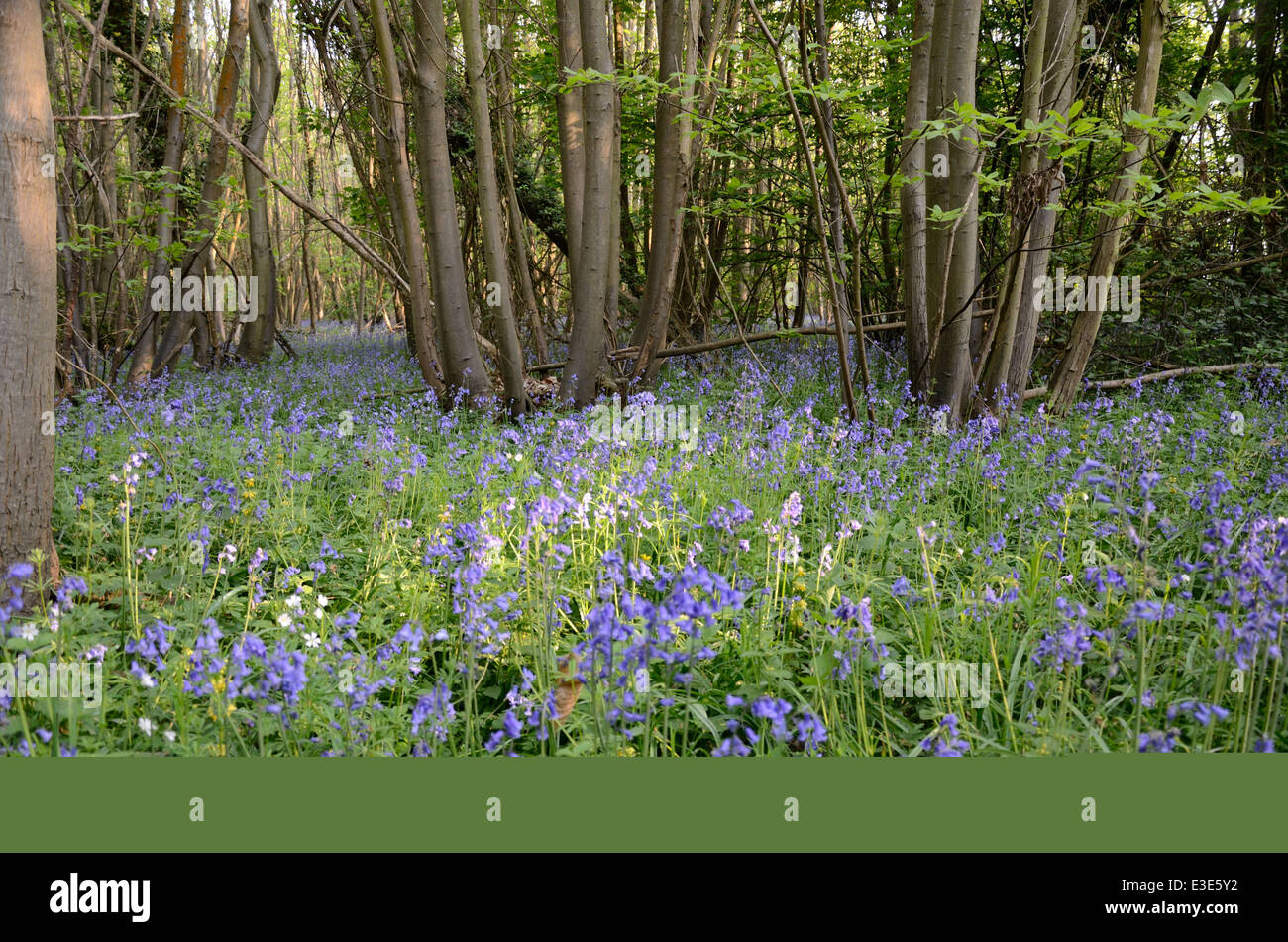 Bluebells in East Blean Woods, Kent. A Sunny day meant tha tthe ...