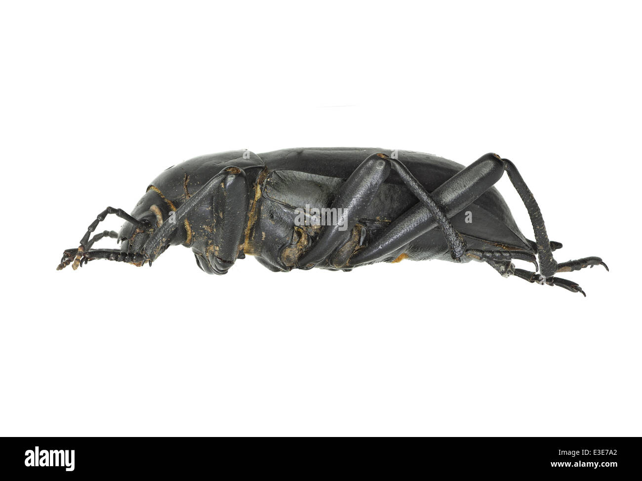 Coleoptera; Tenebrionidae; Blaps gigas; Fabricius 1767, lateral Stock ...