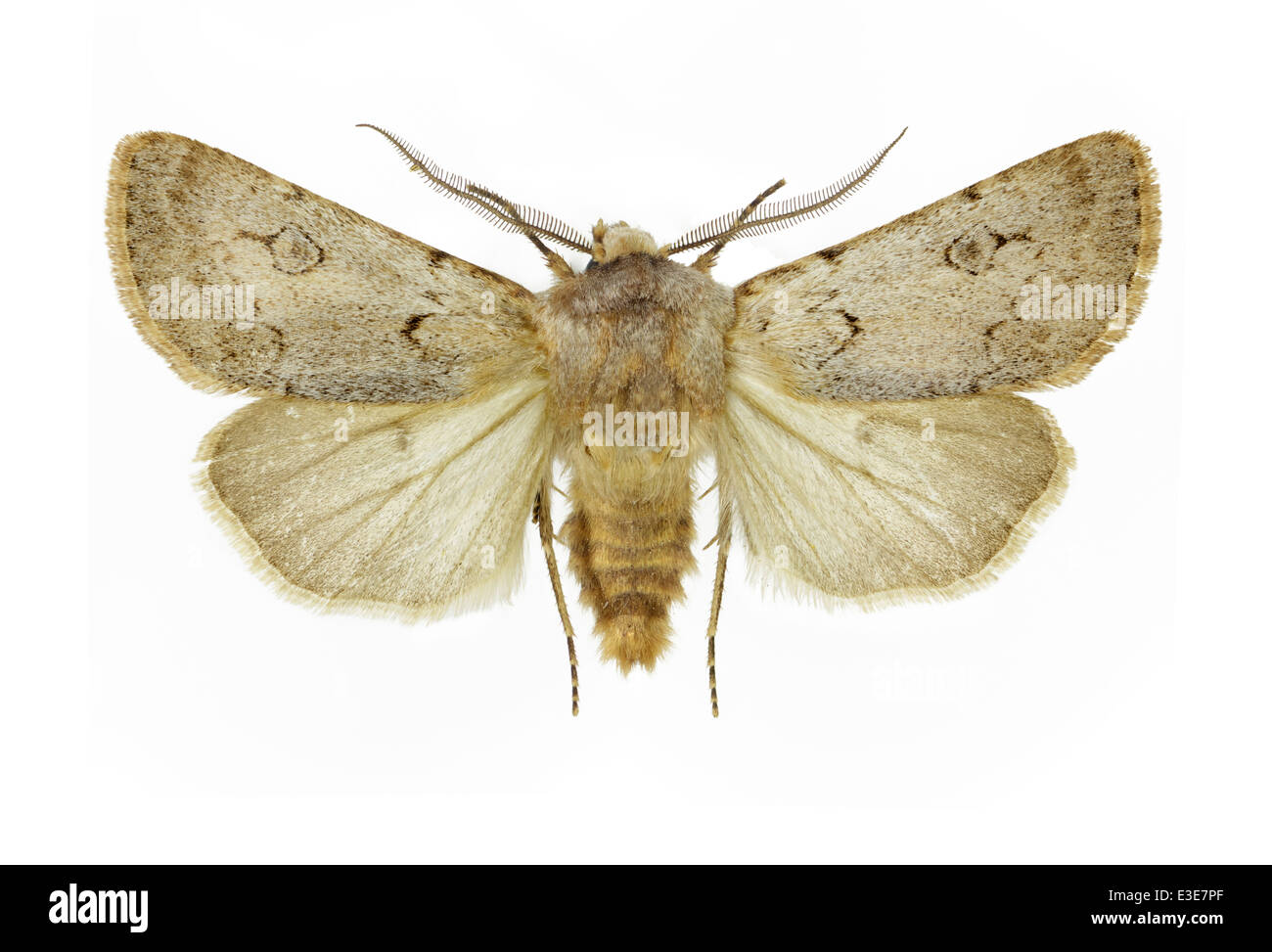 Agrotis hi-res stock photography and images - Alamy