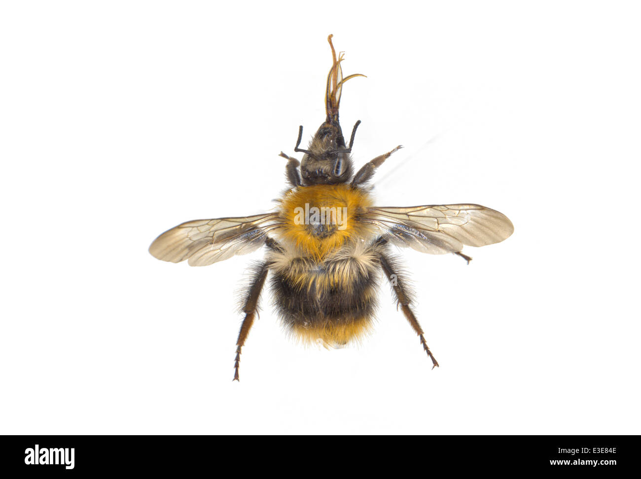 Anthophora hispanica hi-res stock photography and images - Alamy