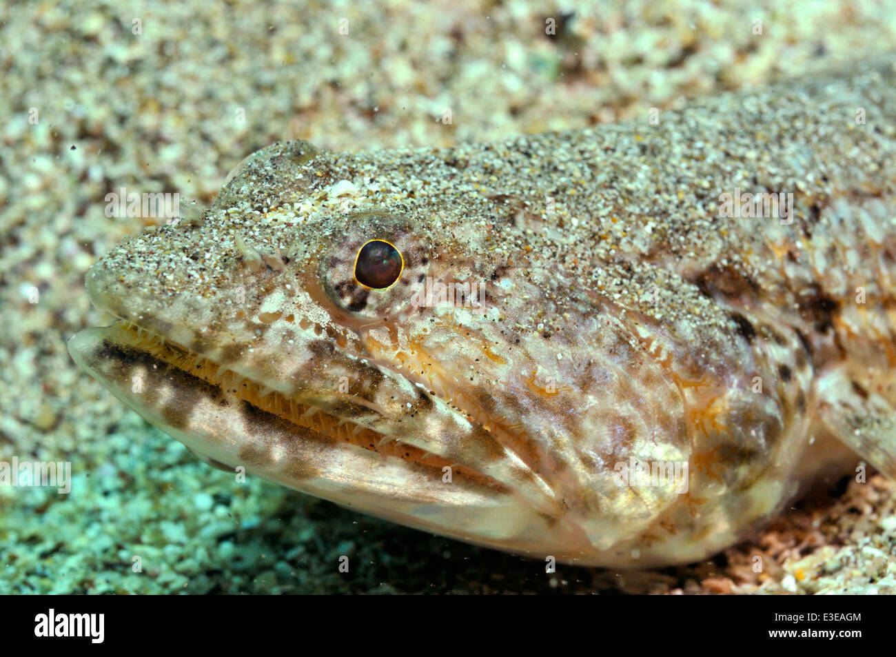 Brown lizardfish (Synodus synodus) on sandy seabed, south Tenerife ...