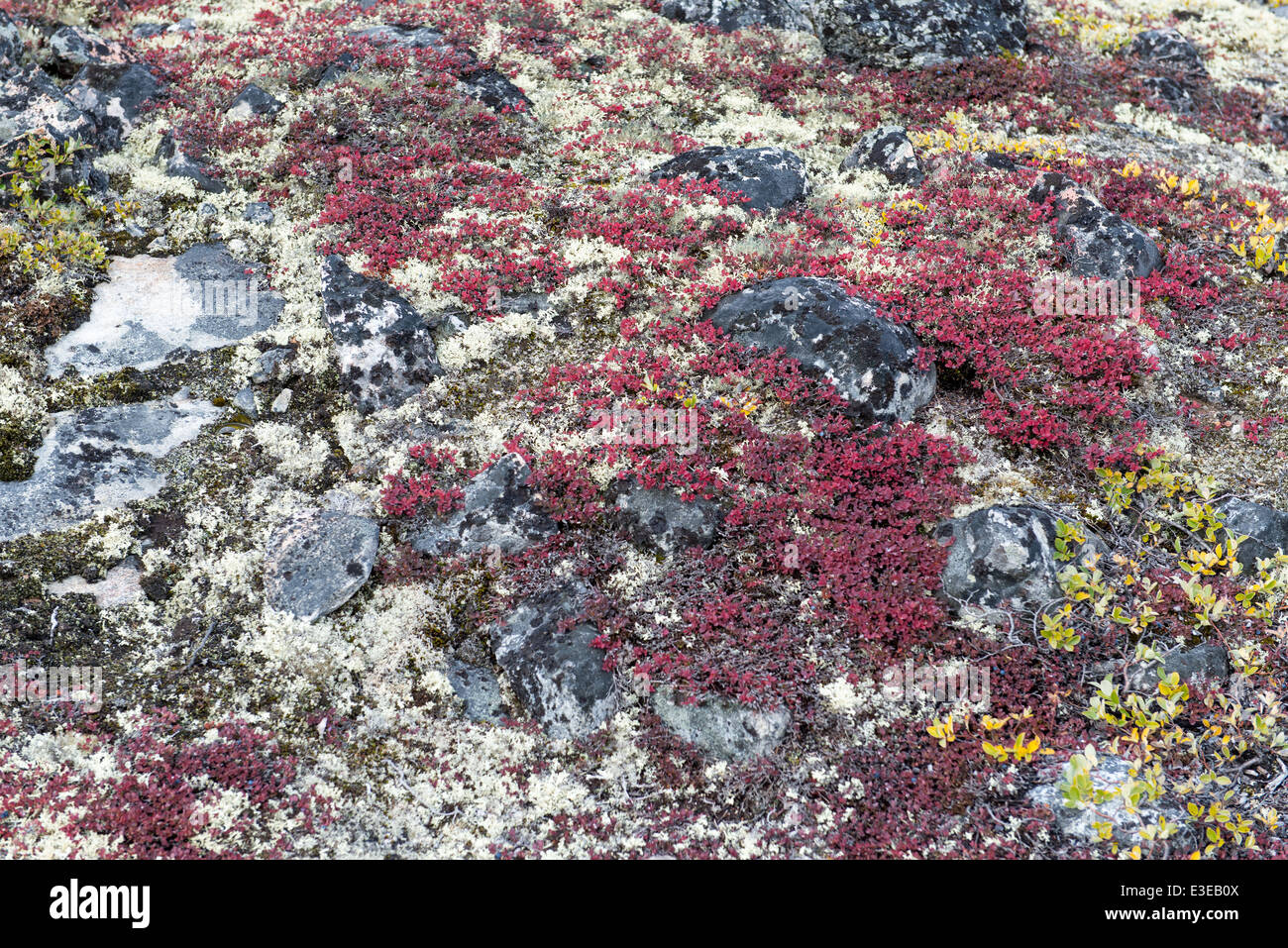 Detail of lichen and tundra vegetation in Greenland during summer Stock ...