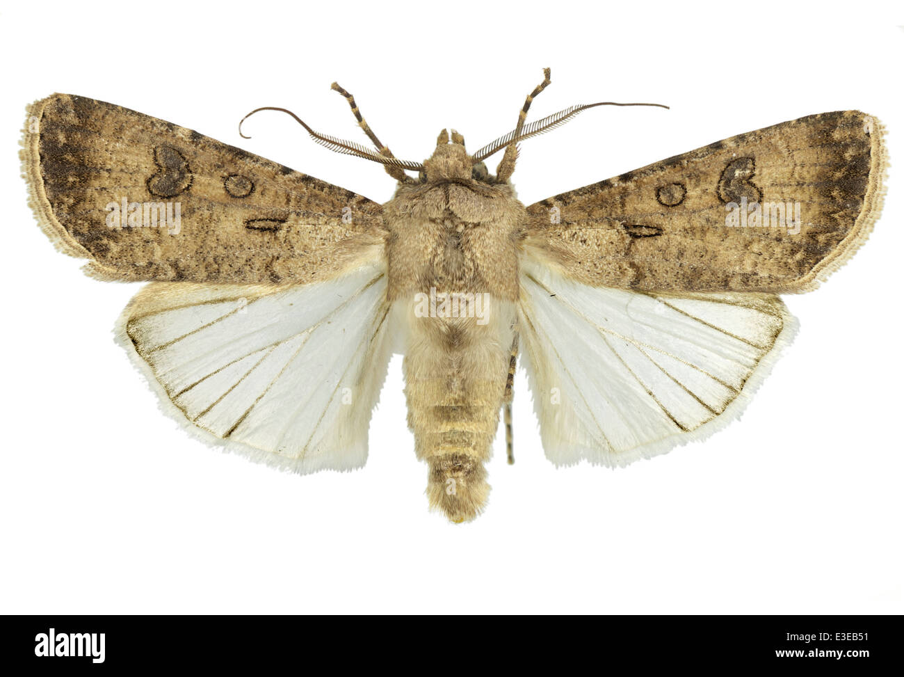 Lepidoptera; Noctuidae; Agrotis segetum; Denis & Schiffermüller 1775 ...