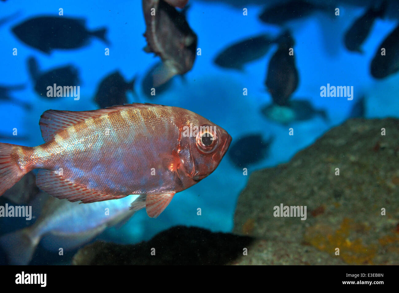 Glasseye fish hi-res stock photography and images - Alamy