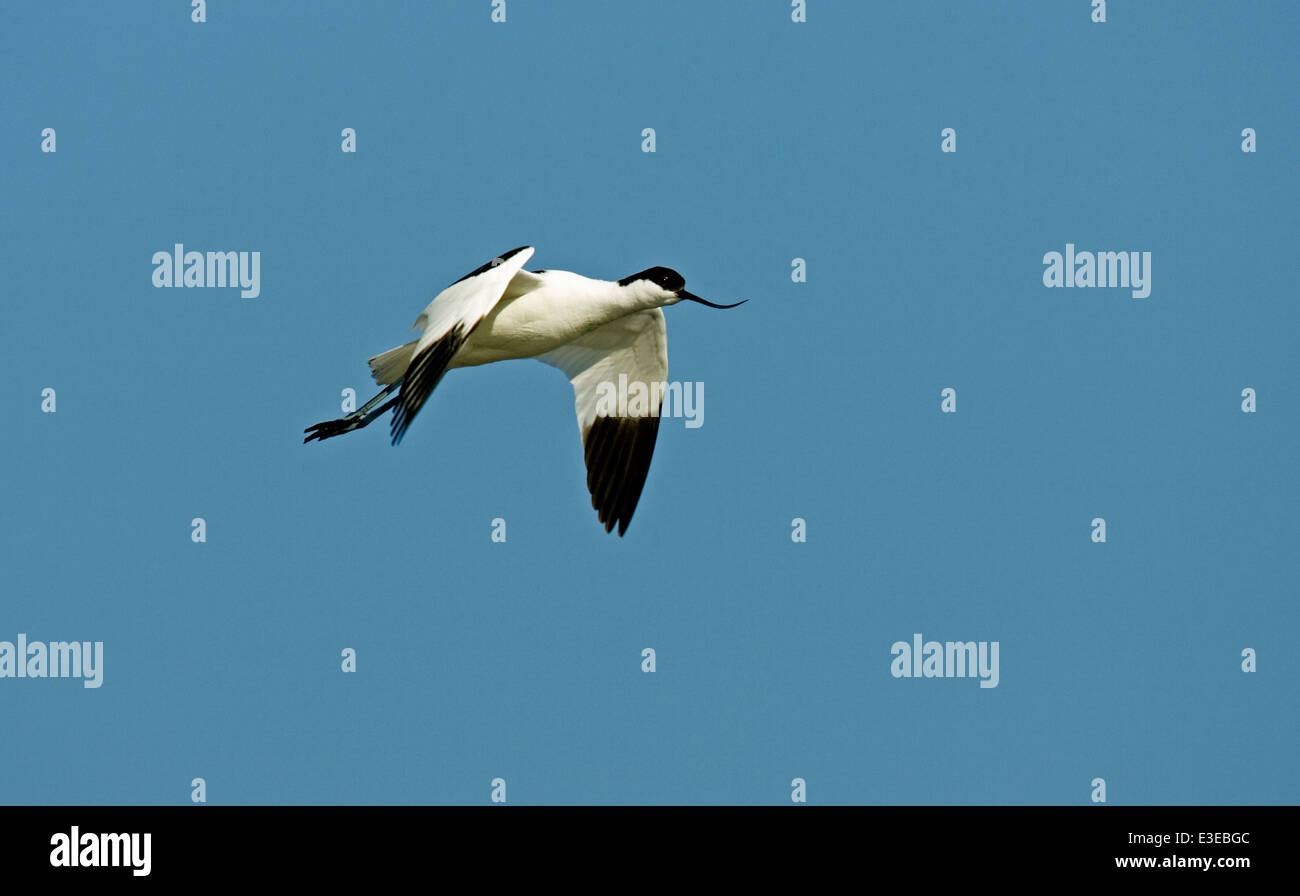 Avocet Recurvirostra avosetta Stock Photo - Alamy