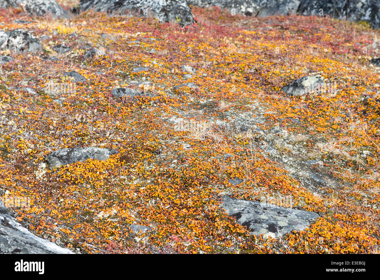 Detail of lichen and tundra vegetation in Greenland during summer Stock ...