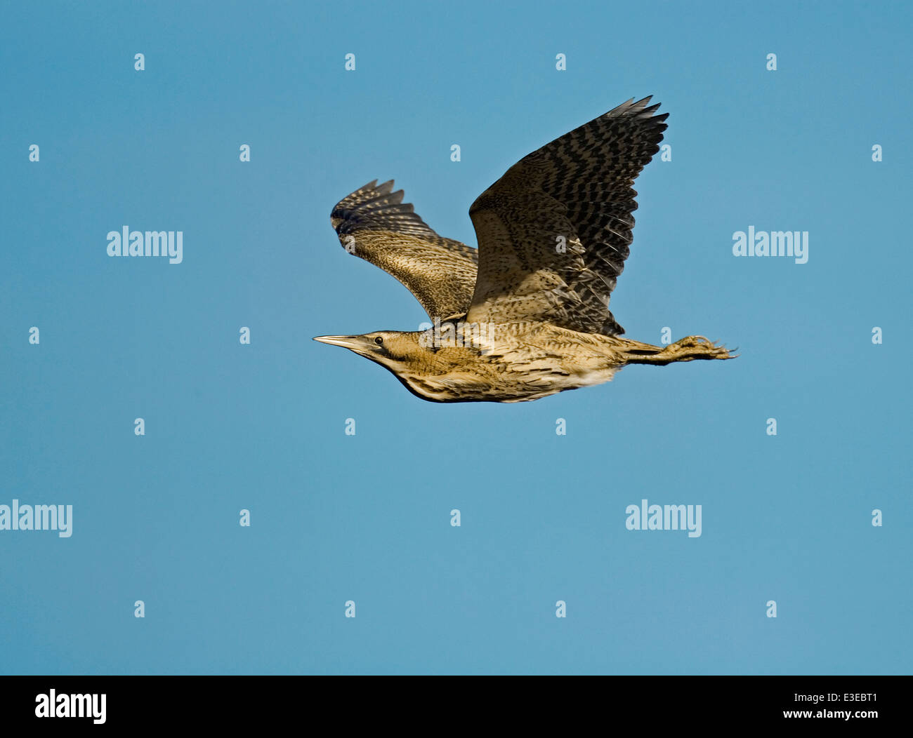 Bittern Botaurus stellaris Stock Photo - Alamy