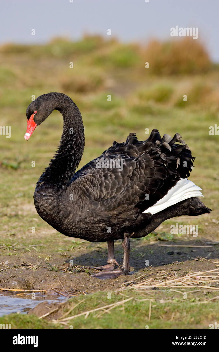 Black Swan - Cygnus atratus Stock Photo - Alamy