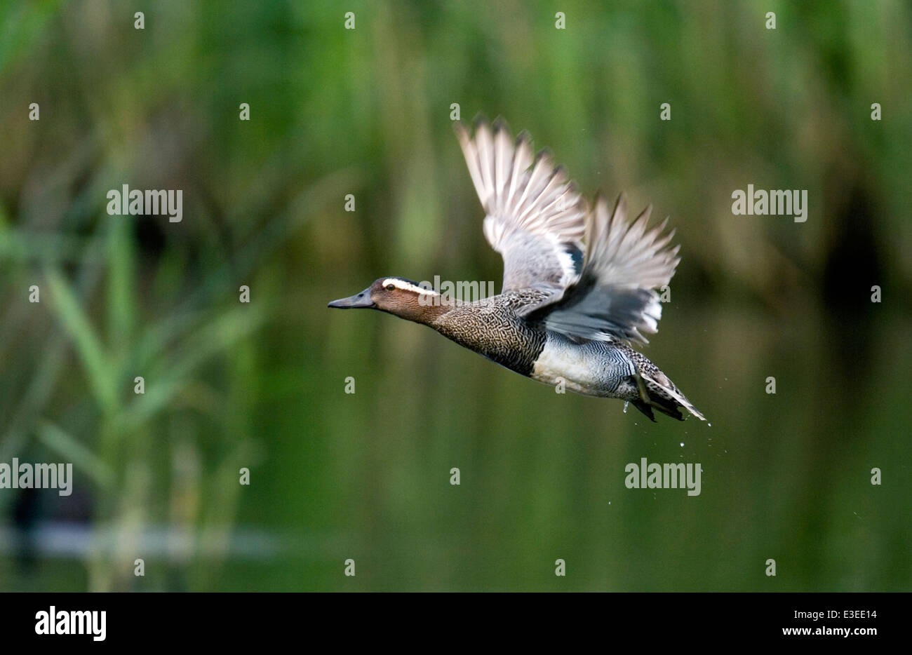 Garganey duck flying hi-res stock photography and images - Alamy
