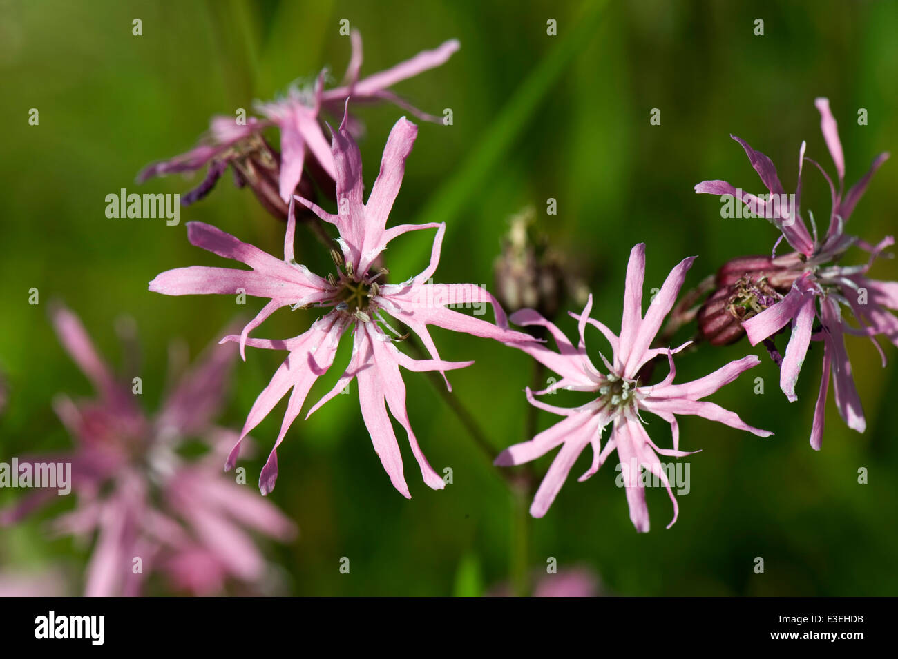 Ragged robin, Lychnis flos-cuculi, in flower Stock Photo - Alamy