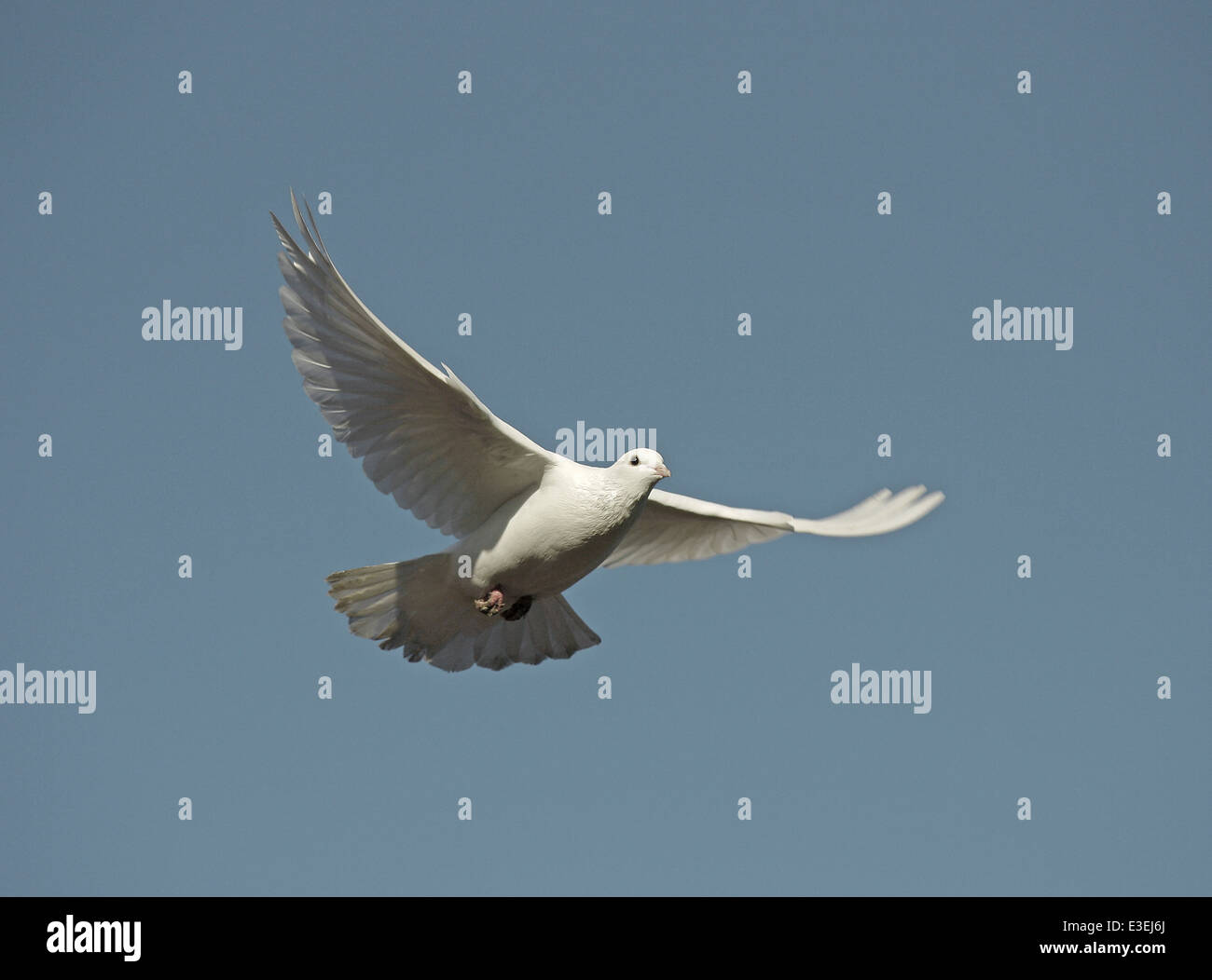 Feral Pigeon or Rock Dove - white form - Columba livia Stock Photo - Alamy