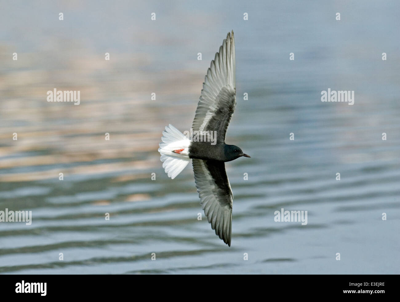White-winged Tern - Chlidonias leucopterus Stock Photo - Alamy