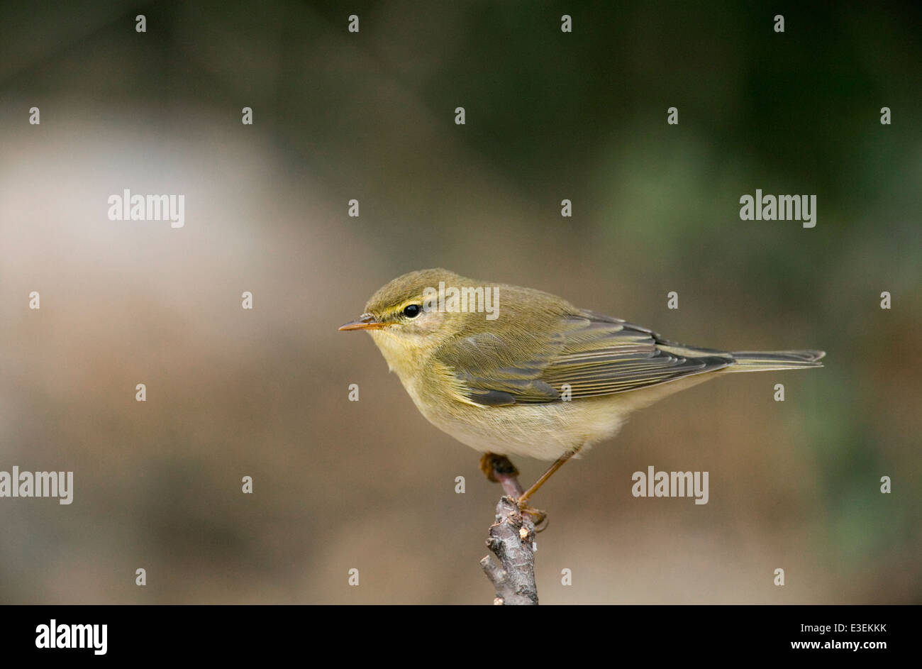 Willow Warbler Phylloscopus trochilus Stock Photo - Alamy
