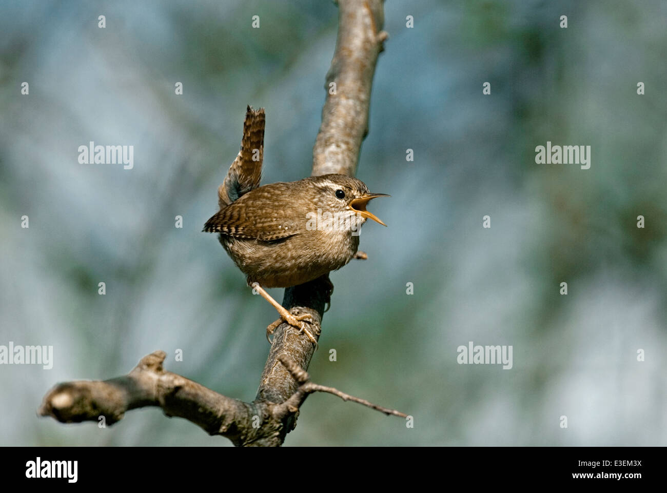 Wren Troglodytes troglodytes Stock Photo - Alamy