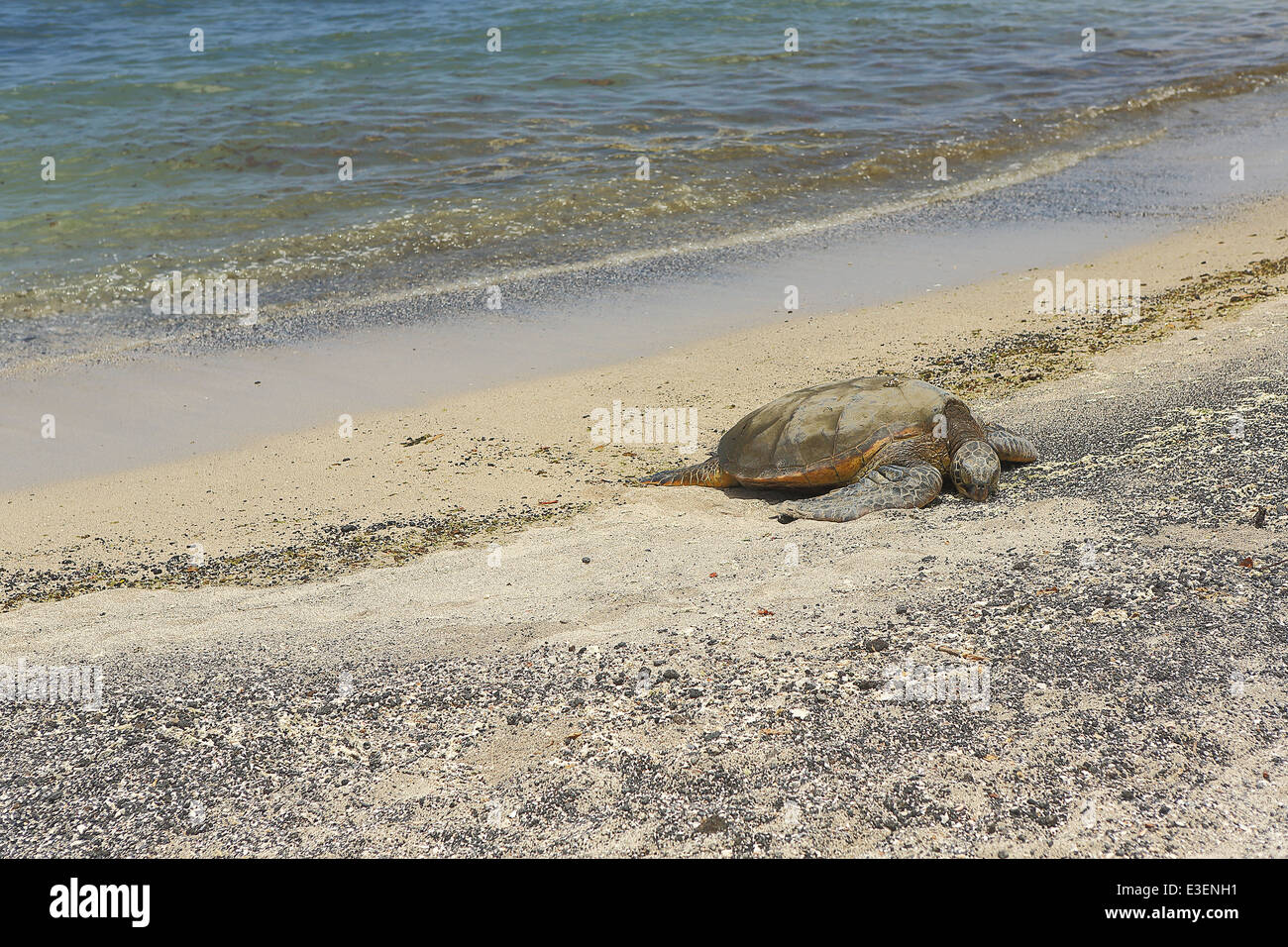 Beautiful endangered green sea turtle resting on the beach in Hawai'i ...