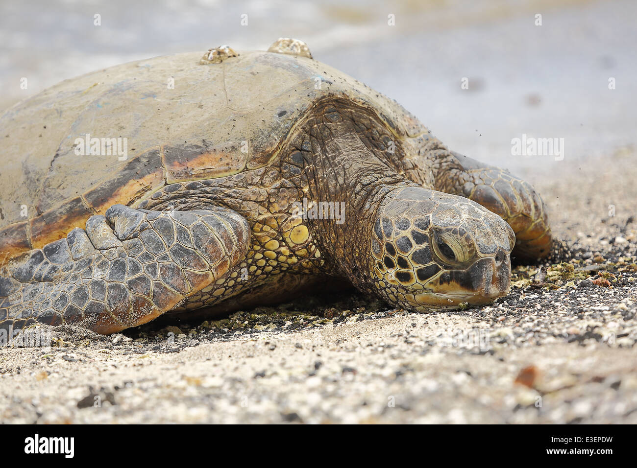 Beautiful green turtle hi-res stock photography and images - Alamy