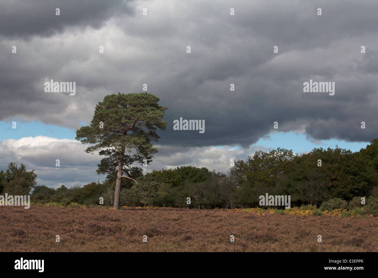 Plain trees tree hi-res stock photography and images - Alamy