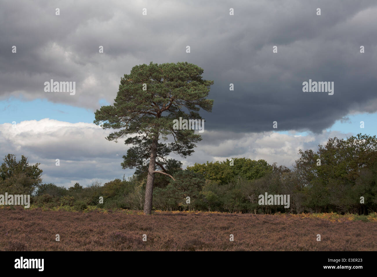 Plain trees tree hi-res stock photography and images - Alamy