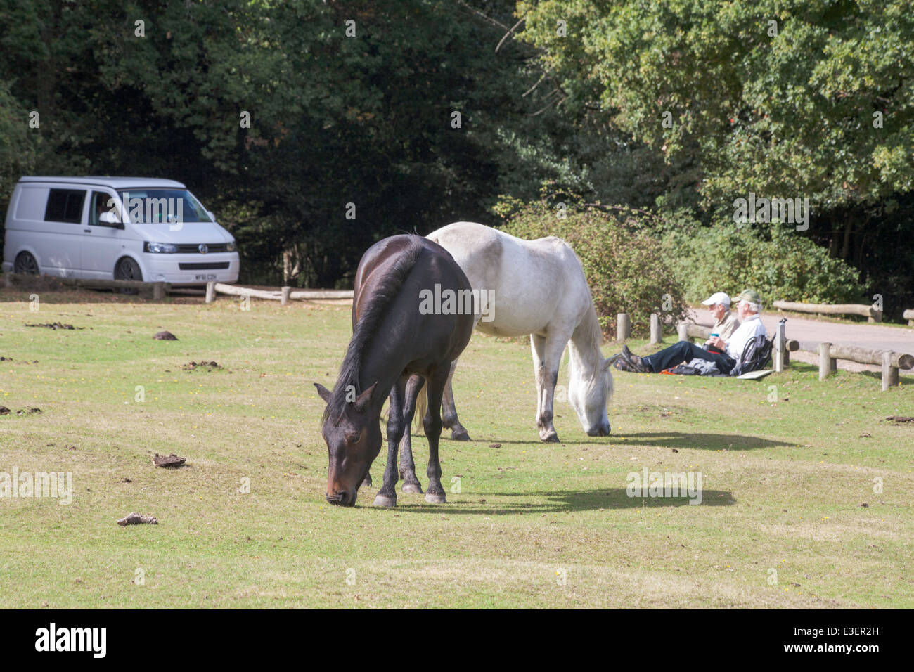 New Forest Ponies Fritham The New Forest Hampshire England Stock Photo ...